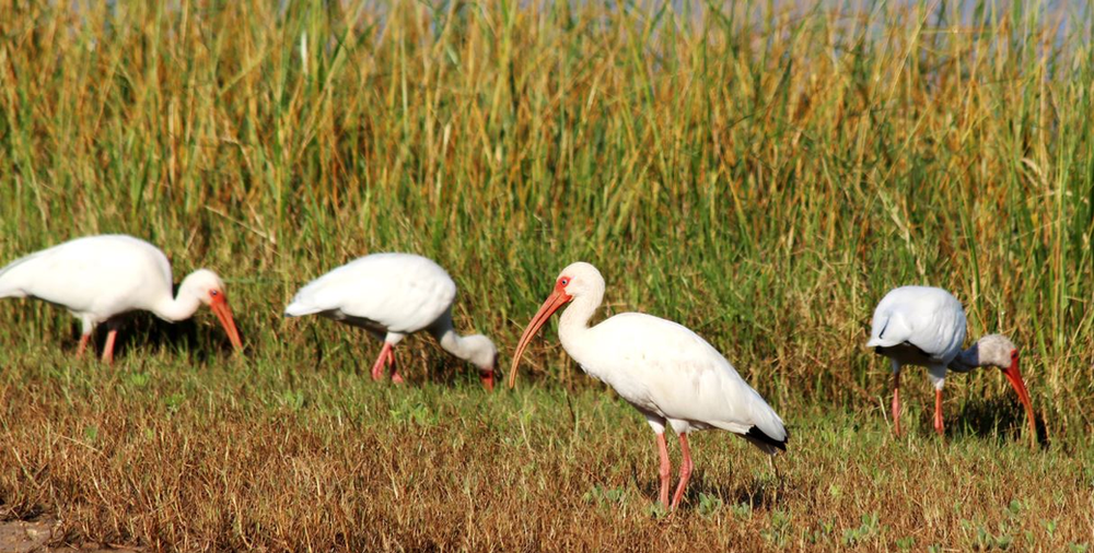 Summer Birding Tips: Finding the Birds & Beating the Heat