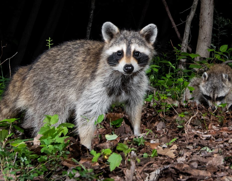 Top 4 Things To Do At The Baytown Nature Center