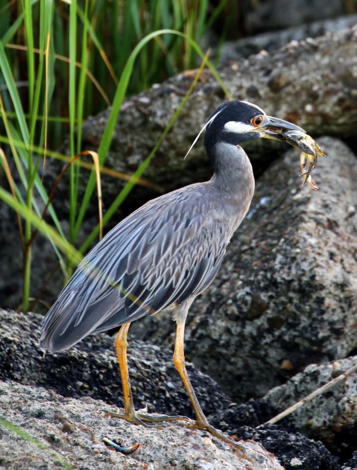 Summer Birding Tips: Finding the Birds & Beating the Heat