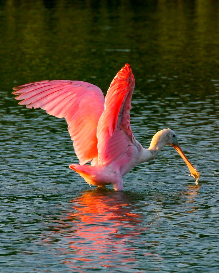 Summer Birding Tips: Finding the Birds & Beating the Heat