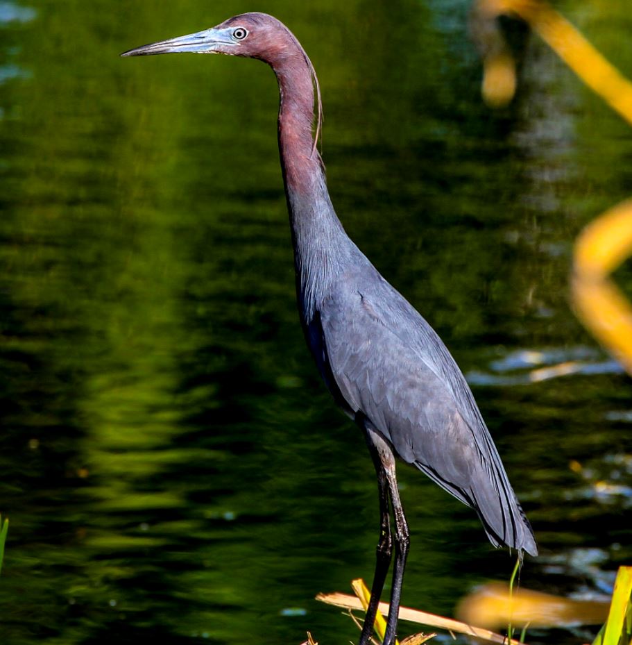 Summer Birding Tips: Finding the Birds & Beating the Heat