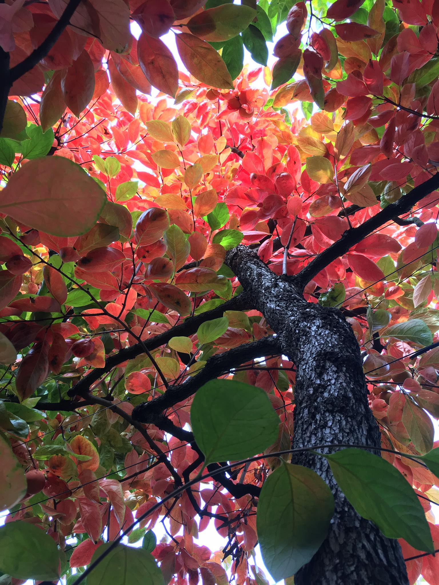 Raeburn Orchards | Roleystone | Western Australia