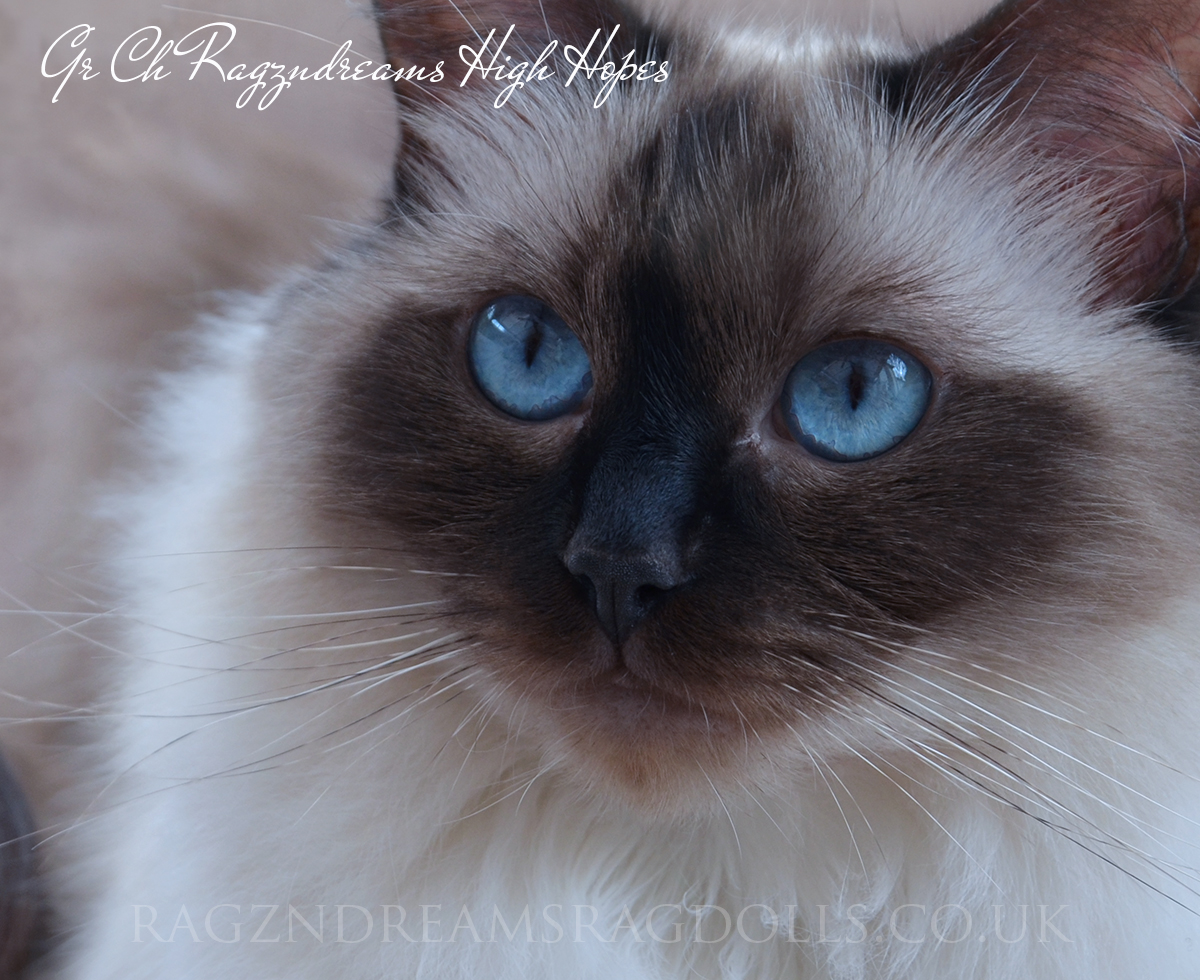 Ragzndreams Ragdolls | Nottinghamshire | Kittens Available