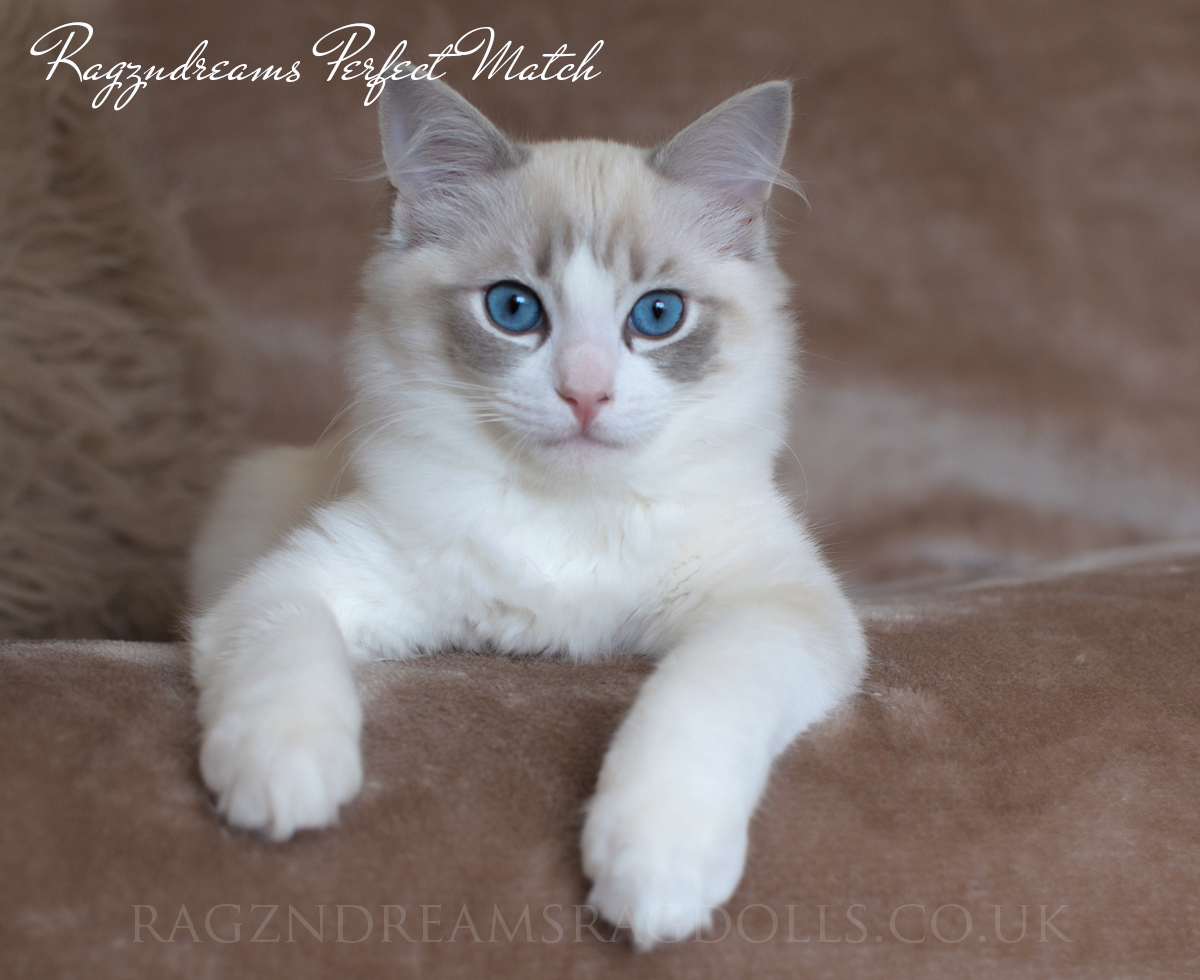Ragzndreams Ragdolls | Nottinghamshire | Kittens Available