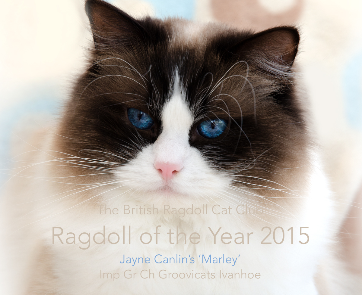 Ragzndreams Ragdolls | Nottinghamshire | Kittens Available