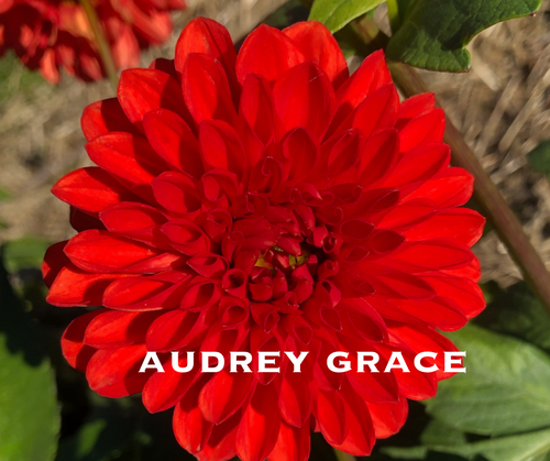 Audrey Grace | Courter Country Farm