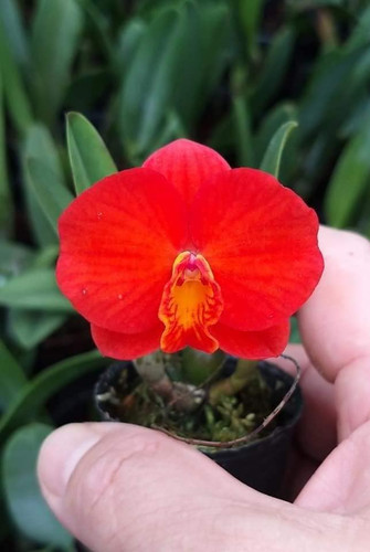 Cattleya Chief Gem 'Red Jewel' | My Site