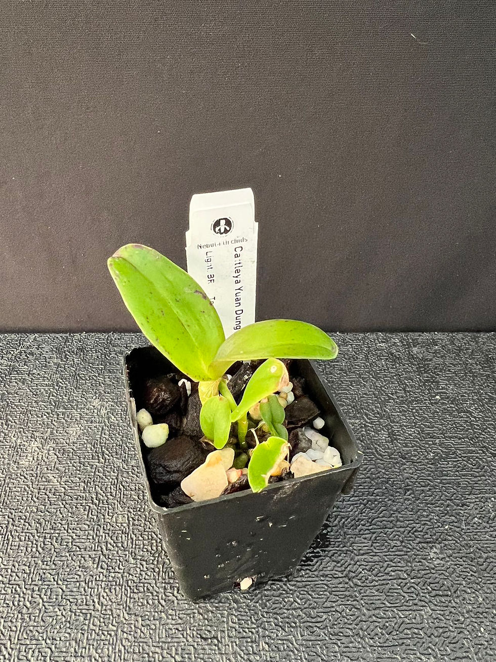 Cattleya and Allied Genera | My Site