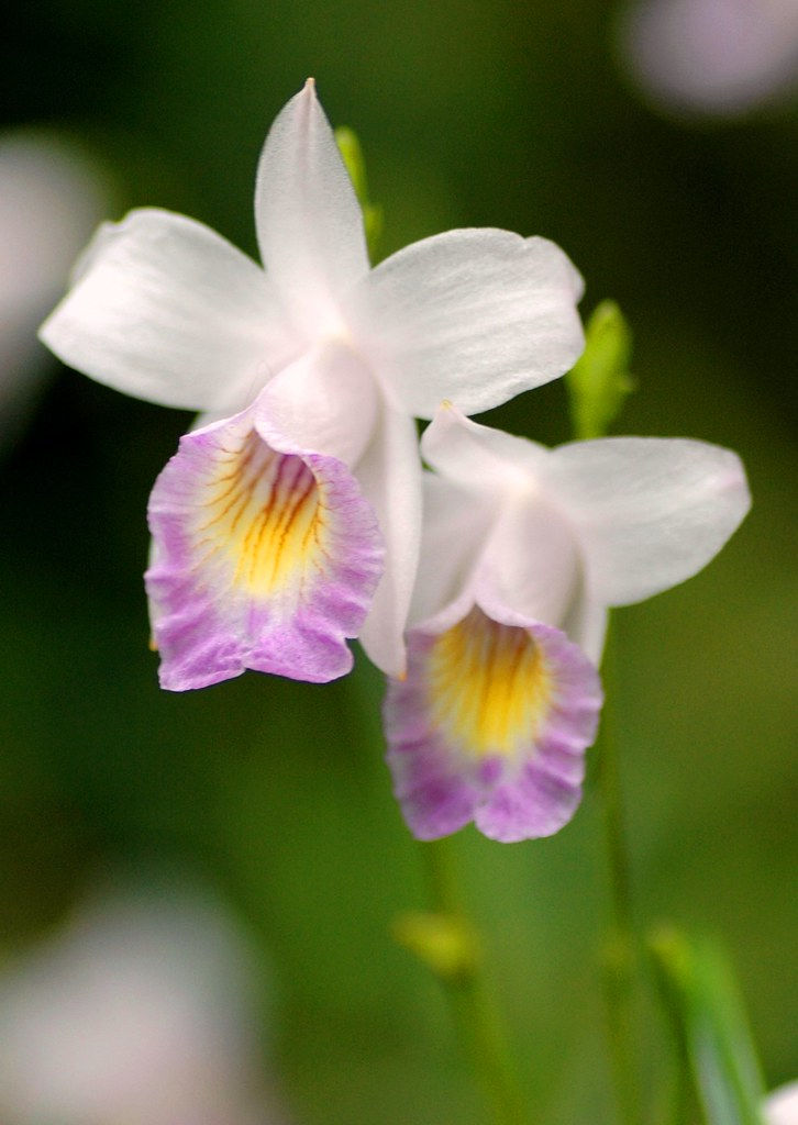 Other Orchids | My Site