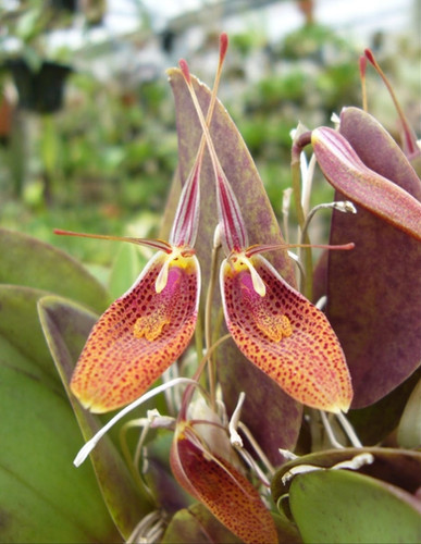 Restrepia brachypus | My Site