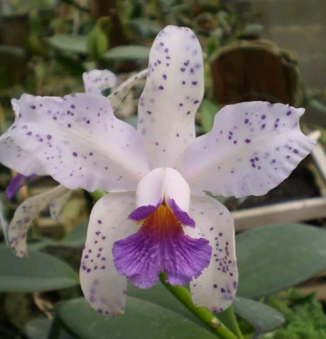 Cattleya amethystoglossa var. coerulea | My Site