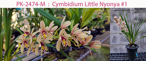 Cymbidium Little Nyonya #1 | My Site