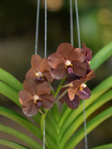 Vanda Chocolate | My Site