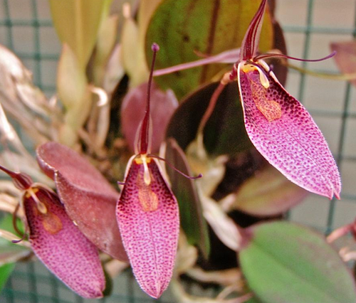 Restrepia elegans Red | My Site