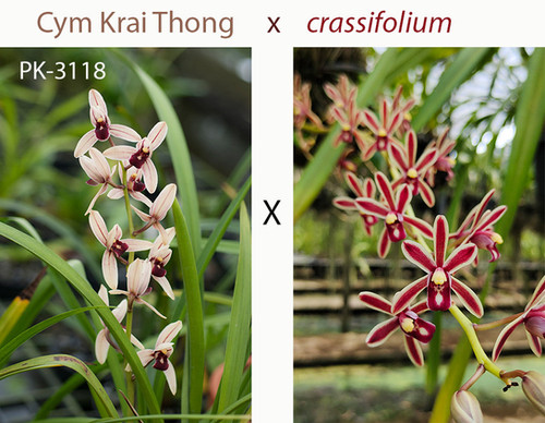 Cymbidium Krai Thong 'Purple Heart' x crassifolium | My Site