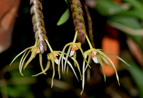 Thrixspermum centipeda | My Site