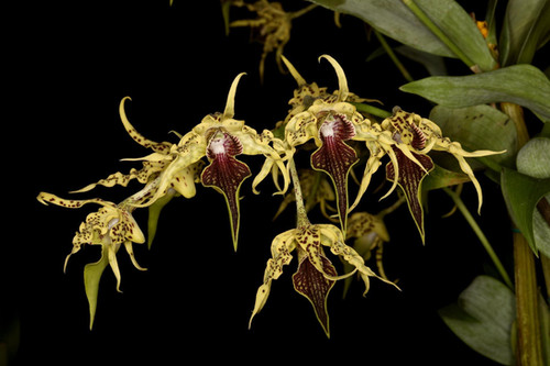 Dendrobium alexandrae | My Site