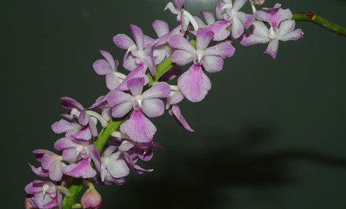 Aerides rosea | My Site