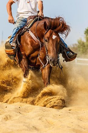 Equine Science | Fields of Learning