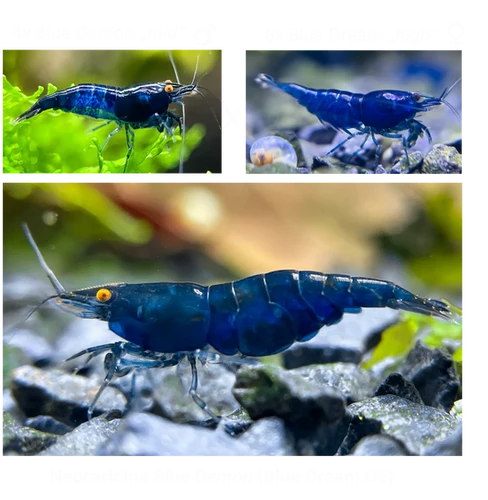 DIY OE Blue Dream (Group) | The Shrimp FactoryUK