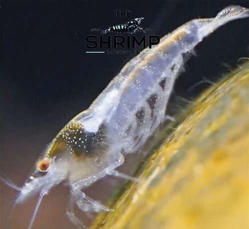 OE Indian Zebra White (Caridina babaulti) | The Shrimp FactoryUK