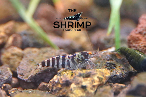 OE Indian Zebra Shrimp (Caridina babaulti) | The Shrimp FactoryUK