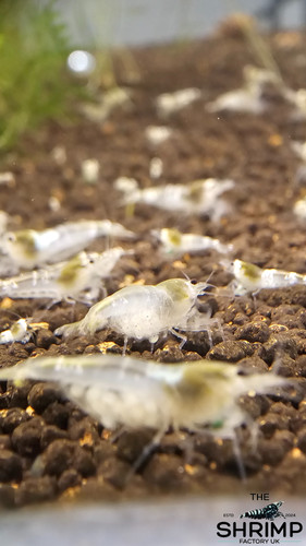 Ghost Bee | The Shrimp FactoryUK