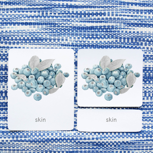 PARTS OF: BLUEBERRY FRUIT | Themontessoricompany
