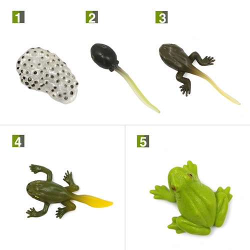 Life Cycle Stages of a Frog Montessori Zoology | M.Vita Montessori