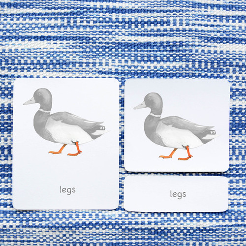 PARTS OF: DUCK BIRD | Themontessoricompany