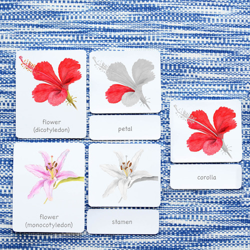 PARTS OF: FLOWERS (DICOTYLEDON AND MONOCOTYLEDON) | Themontessoricompany