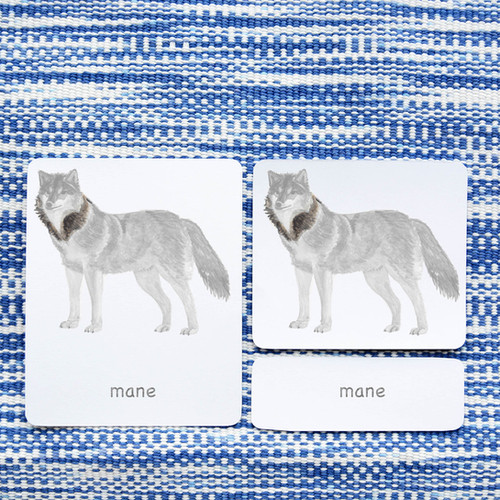PARTS OF: WOLF | Themontessoricompany