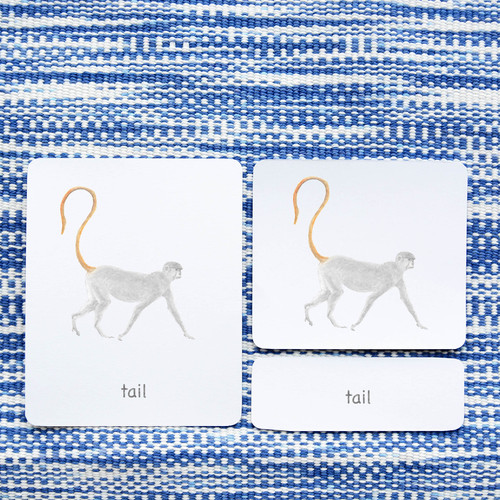 PARTS OF: MONKEY | Themontessoricompany