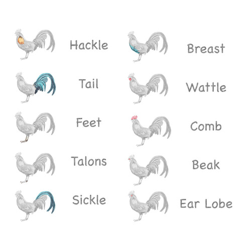 PARTS OF: FARM ANIMALS | Themontessoricompany