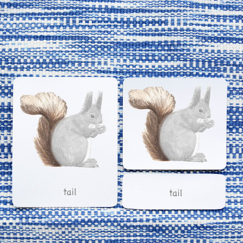 PARTS OF: SQUIRREL | Themontessoricompany