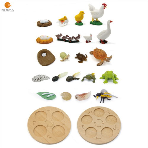 Life Cycle Sets | M.Vita Montessori