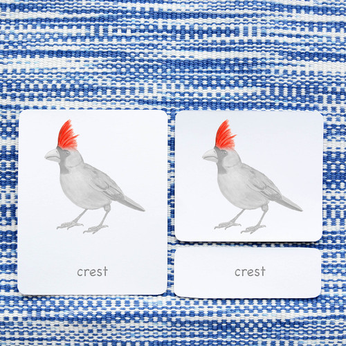 PARTS OF: CARDINAL BIRD | Themontessoricompany