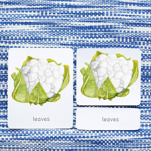 PARTS OF: CAULIFLOWER VEGETABLE | Themontessoricompany