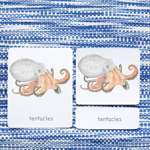 PARTS OF: OCTOPUS | Themontessoricompany
