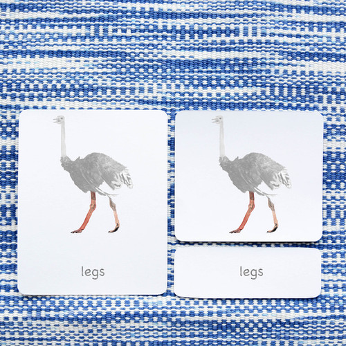 PARTS OF: OSTRICH BIRD | Themontessoricompany