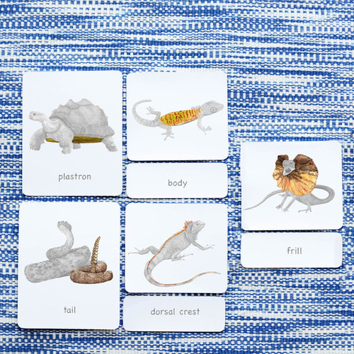 PARTS OF: REPTILES | Themontessoricompany