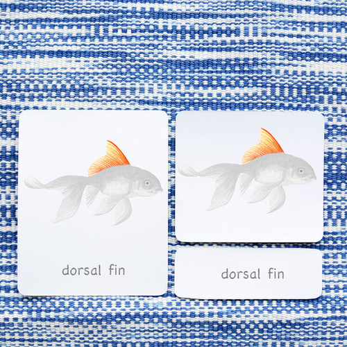 PARTS OF: GOLDFISH FISH | Themontessoricompany