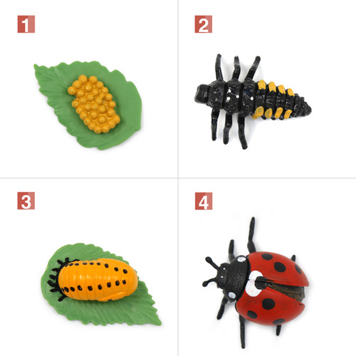 Life Cycle Stages of a Ladybug Montessori Zoology | M.Vita Montessori