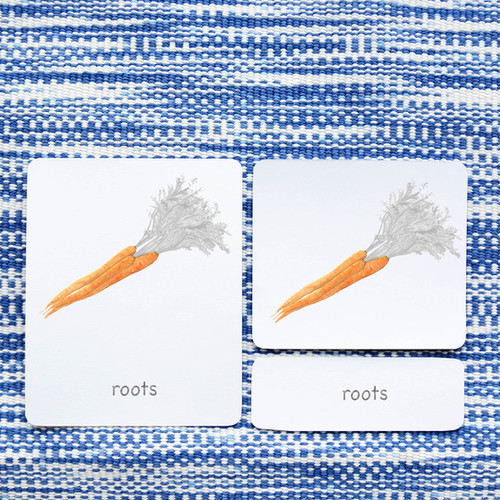 PARTS OF: CARROT VEGETABLE | Themontessoricompany