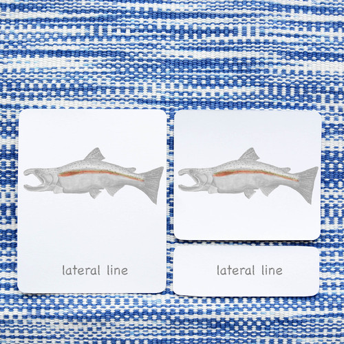 PARTS OF: SALMON FISH | Themontessoricompany