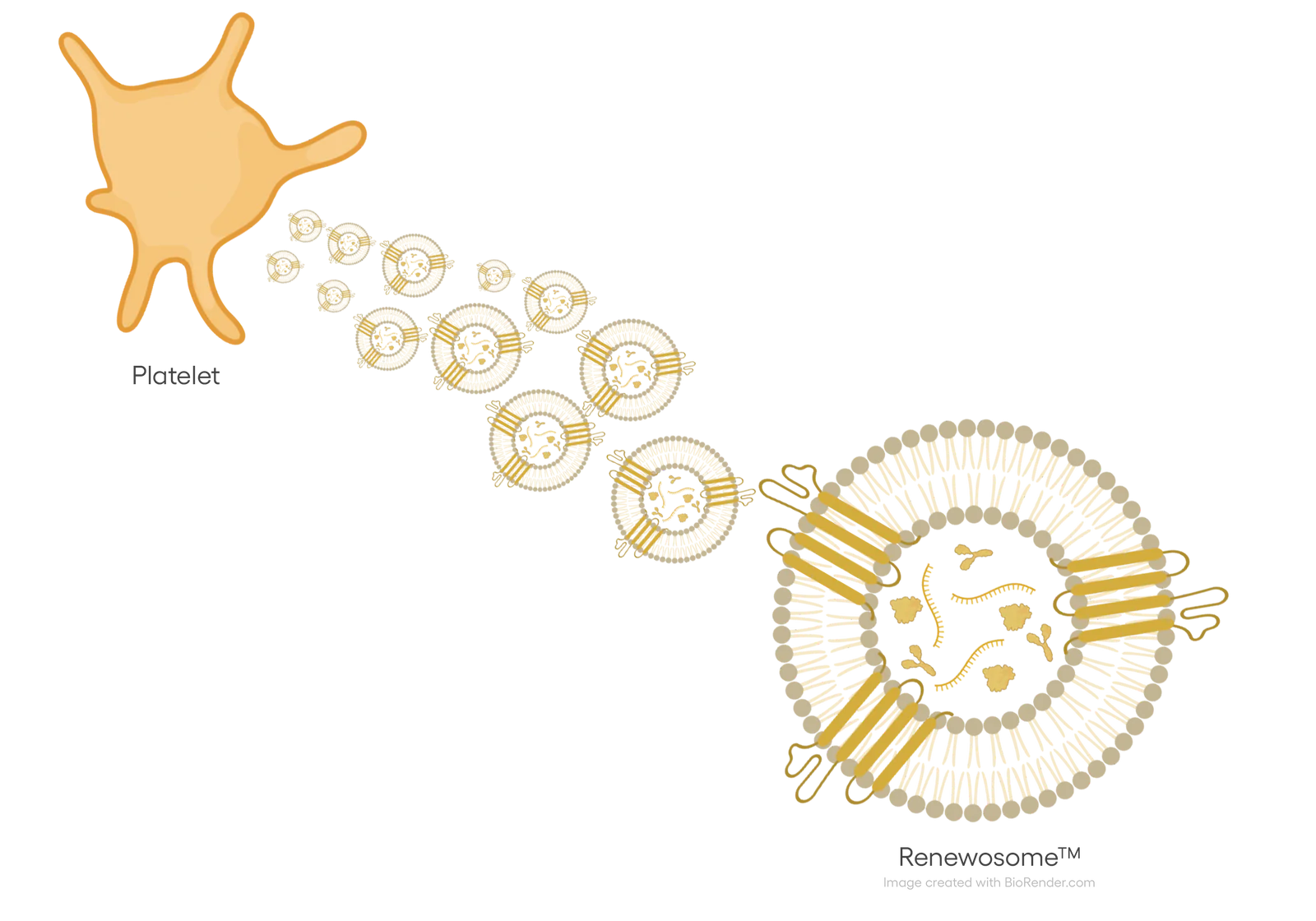 Plated Skin Science - INTENSE Serum with Exosomes, Stem Cell, Growth ...