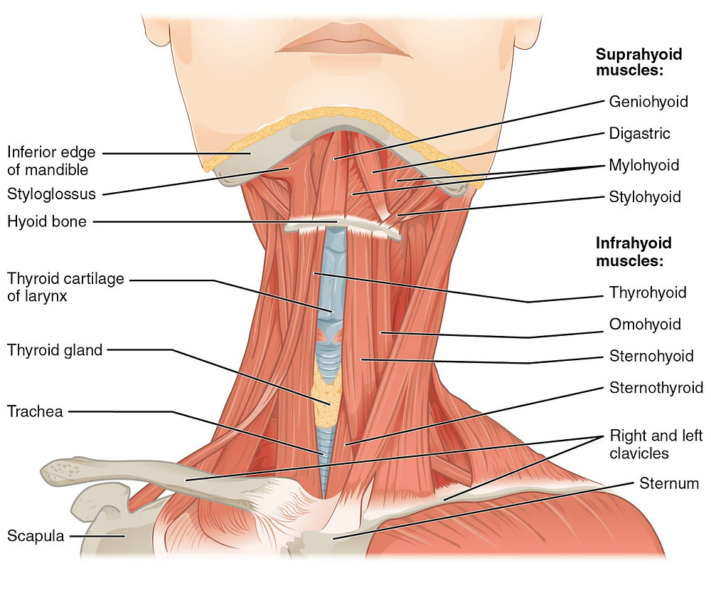 sternohyoid origin and insertion