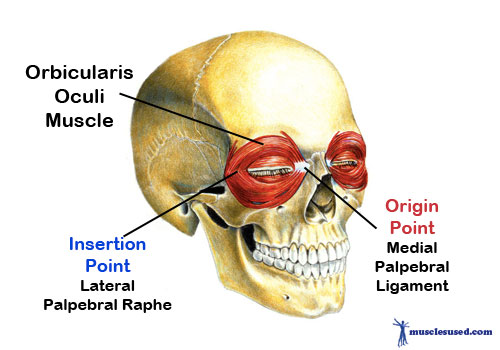 Orbicularis Oculi Muscle