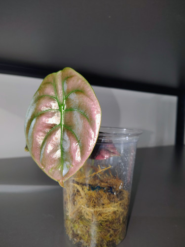 Alocasia Cuprea | Fusion Reptiles