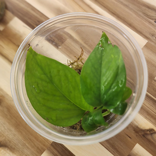 Philodendron Hederaceum Golden | Fusion Reptiles